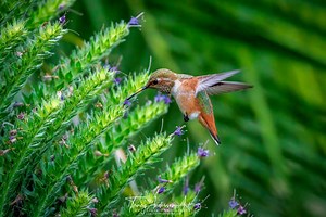 Rufous Hummingbird Photo Print, Nature Wall Art, Garden Decor, Bird in Flight Photography Picture - Etsy