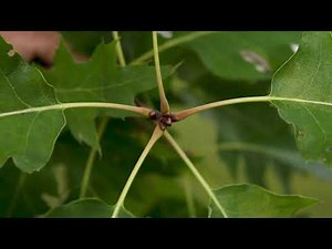 Quercus rubra - Red Oak, Northern Red Oak