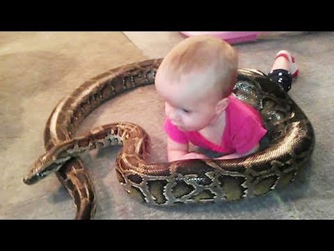 TRY NOT TO LAUGH - Kids Meet Snake For The First Time ★ Funny Babies and Pets
