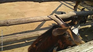 The Cameroon African pygmy goat is a breed of miniature domestic goat. Cameroon goats have the natural passion for high jumps and tree climbing.That is why they are jokingly called wood goats.