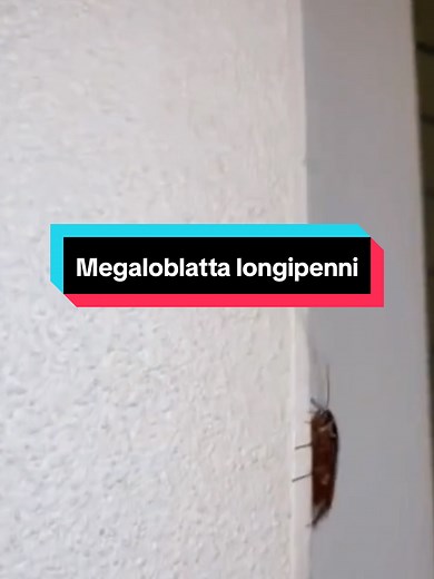 Megaloblatta longipennis: La cucaracha gigante