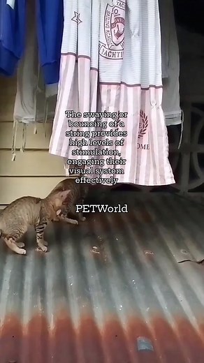 Visual stimulation🐾🐈 #petlovers #clawsandpaws #stressreliever #catlover #catslife | Violeta Duhaylungsod Oclarit