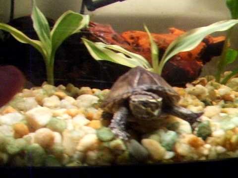 Common Musk Turtle Care Video