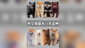 中华田园犬常见的八大品种，你知道几个？