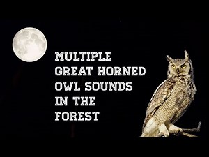 AUDIO UP! Great Horned Owl Sounds In The Forest At Night! #owl #birds #animals #outdoors #audio