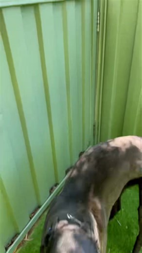 44K views · 867 reactions | THREE WEEK SHORT TERM FOSTER CARE NEEDED...