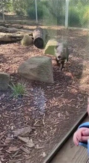 Tasmanian Devil Scares 4-Year-Old into Hysterics