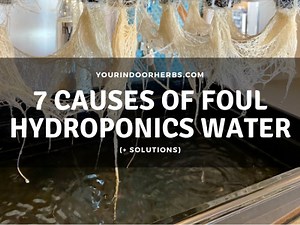 7 Causes of Bad-Smelling Hydroponics Water (and Solutions) | Your Indoor Herbs and Garden