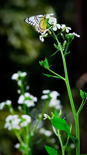 Nature’s Beauty 🦋 Captured in One Frame #shorts #butterfly #trending #shortvideo #wildlife