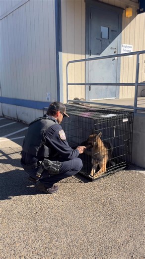 19K views · 146 reactions | Join us at Turlock Animal Services (801 S. Walnut Rd.) until 1 PM! Grab a coffee, enjoy a burger, and meet some amazing dogs who are ready to find their forever homes. Adoption fees are waived today — it’s the perfect time to bring home your new best friend. ❤️ | City of Turlock - Police Department | Facebook