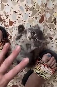 Kitty bittet um mehr Bauchmassagen..🐈🐾😍 | Deutsch lernen mit vielen Übungen