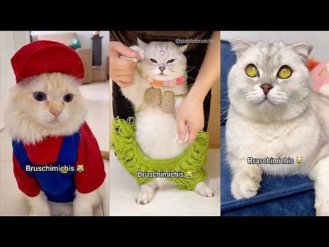 BRUSCHIMICHIS 😹 | ¡Los Gatos Más Graciosos del Año! ¡No Pararás de Reír!