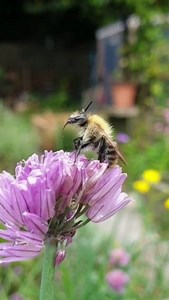 Rate this bumblebee's cuteness out of 10 🐝 This super cute Common carder bumblebee was sent in by @thyme_for_nature. What bumblebees have you seen recently? Share you 📷 and 🎥 below. | Bumblebee Conservation Trust