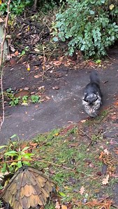 Breaking mews! The Wildlife Brothers upgraded their jungle base! 🌳 Two cat ladders now lead to the top hut to watch 🦆 on the river. Comfy, safe, and adventure-approved! 🌿🤎🧡 #cattree #outdooradventure #mainecoon #catlover #katzenliebe Maine Coon Castle | Louiswildlife