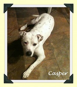 Benefits of Adopting an Adult Dog!