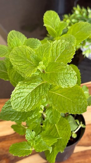 1.6M views · 20K reactions | One leaf of this plant is worth more than a thousand treatments | Tavares good Tips | Facebook