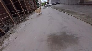 🤣🤣🤣#dankmemes #like #follow #cute #funnymemes #viral #humor #funnyvideos #explorepage #memes #meme #funny #comedy #lmao #love #memesdaily #dank #instagram #fun #foryou #NationalFriedChickenDay #highlandcow #kittencare #doghealth | Krittaphat Chomphusarn