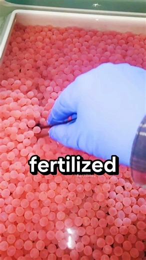 Salmon artificial breeding explained😱