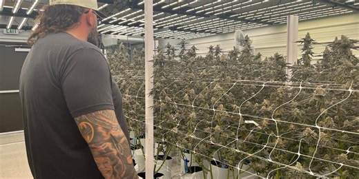 Cultivating cannabis: how a marijuana growing facility ensures quality and safety in products