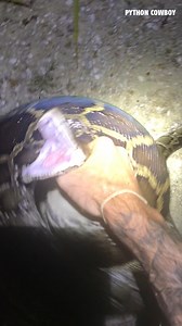 190K views · 3.6K reactions | It's unbelievable how fast pythons are in the water! Not today son! | Python Cowboy Hunts | Facebook