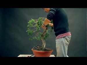Bonsai styling - Juniperus Sabina Yamadori - by Viet Luan Tran