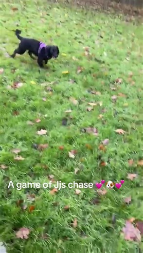 #homefromhomedogboarding #dogwalking #dogsofsthelens #newfurbabieswelcome #dogsofinstagram