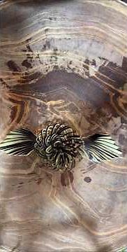 "Blooming Eggplant Step-by-Step Flower Carving Tutorial 🌸##Vegetable Cutting design Skills#