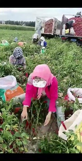 The Process Of Breaking Red Chilies