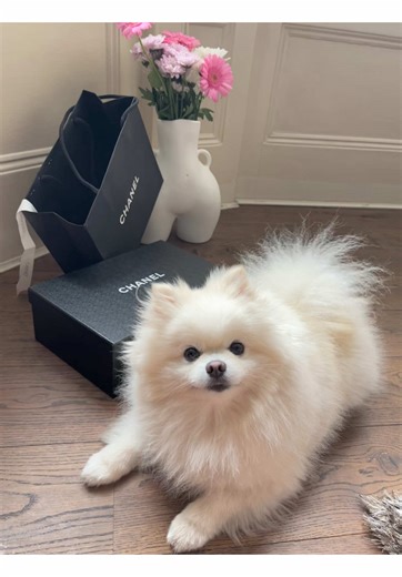 Innovative Dog Harnesses for Small Breeds