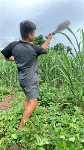 Sugar cane farming nindot nga investment ✅ #jeromealconeraaleya #buhayprobinsya #sugarcanefarming | Jerome Alconera Aleya