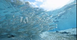 School of striped bass fish in tropical blue spring water