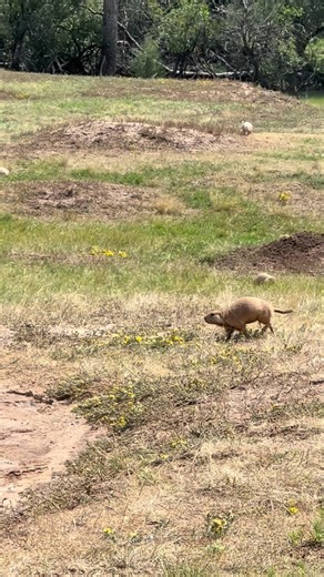 I may have forgotten to post these prairie dogs from Wyoming. | The Wayward Pig and other Farm Stories | Facebook