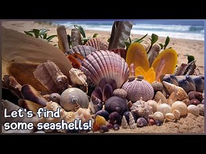 Low Tide Tellins and Urchins | Finding Seashells at Hervey Bay #shelling #shell