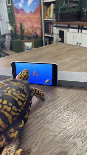 Understanding Pet Turtles: How to Care for Your Reptilian Friend