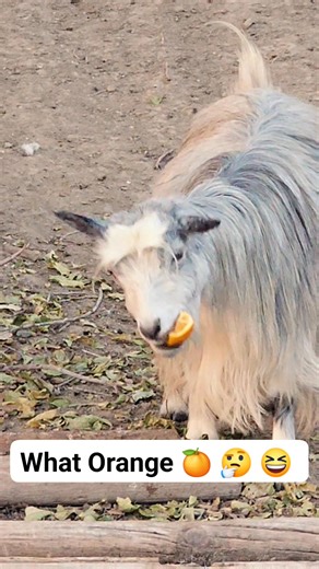 14 reactions | ##silkyfaintergoats | Double JJ Acres | Facebook