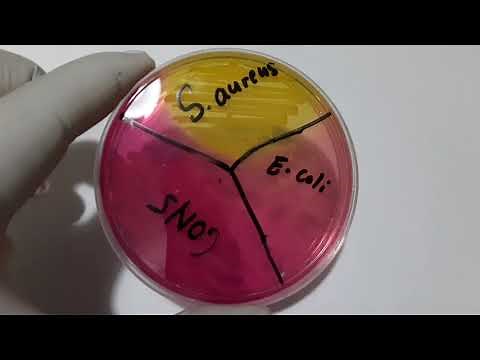 Mannitol Salt Agar ( MSA) with growth of Staphylococcus aureus, CoNS and E. coli