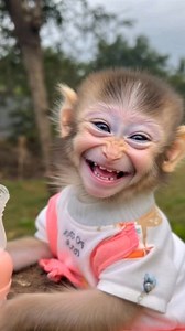 717K views · 14K reactions | Do you miss me brother and sister 﫶﫶 . . . #monkey #monkeys #animals #wildlife #nature #animal #monkeysofinstagram #wildlifephotography #photography #memes #zoo #art #primate #ape #naturephotography #love #monkeylove #funny #primates | Monkey vdo | Facebook