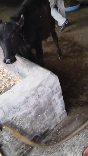 Milk 7 kg pregnent 2 5 manth de nal katti | Chandi Dhillon