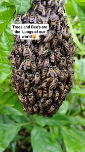 Putjokan shi Ibadoy, Niya ngay met iti Panang-awag yo?😊 #BeesFriend #Beehive | Simple Igorota Jmlx