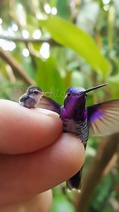 Prepare to be hypnotized 🌀 as this hummingbird flaps its wings up to 80 times per second — in slow motion! Watch closely… you’ll never look at them the same way again. 💬 How many wingbeats do you think you can count? #SlowMoWings #HummingbirdInFlight #HailuoAI Prepárate para hipnotizarte 🌀 mientras este colibrí mueve sus alas hasta 80 veces por segundo — ¡en cámara lenta! Obsérvalo con atención... nunca volverás a verlos igual. 💬 ¿Cuántos aleteos crees que puedes contar? #AlasEnCámaraLenta #
