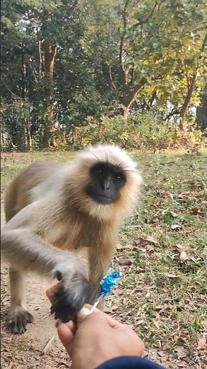 Cute Monkey Takes Snack From Human | Funny Bandar Video