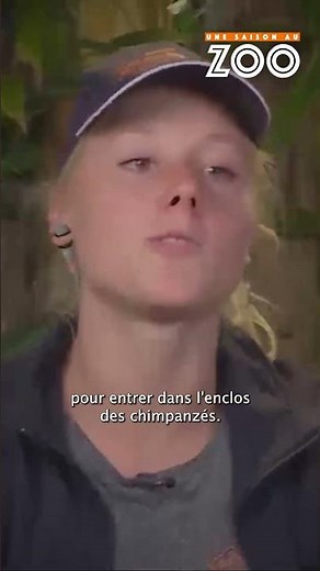 Ce chimpanzé adore tout observer 👀