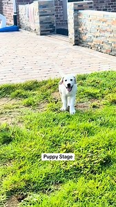 Ages N Stages of a Lab!! #dogsoftiktokviral #petlovers #doglovers #cutedogs #mypet #dogsofttiktok #tiktokdogs #puppiesoftiktok | Buster Funny