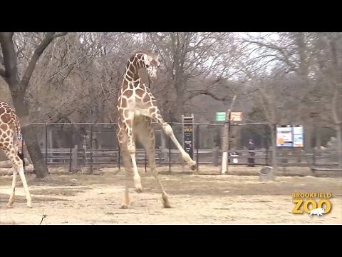 Giraffe So Excited Over Warm Weather He Adorably Jumps and Skips