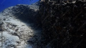 Java Moray Eel over on the coral reef in the pass of Tiputa of the Atoll of Rangiroa in the French Polynesia in the middle of the South Pacific