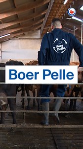 48K views · 203 reactions | Hearrenfeanspits Van Amersfoort is ien dei yn 'e wike 'Boer Pelle' ▶️ It hiele ferhaal: https://omrop.frl/iuCg | Omrop Fryslân | Facebook