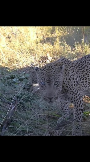 Witnessing the Wonders of Leopards in Their Natural Habitat