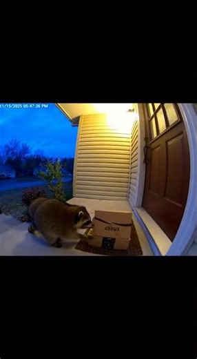 Raccoon Steals Amazon Package Like a Pro Thief!
