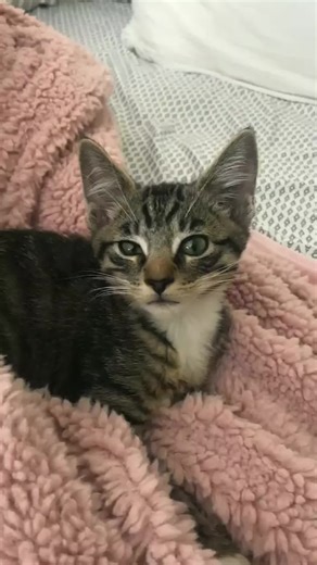 The ultimate cuddle bug.#petpivot#AutoScooper #litterbox#catmom#catmomlife#catdad#petpivotfamily#petpivotcatmom