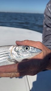 9.5K views · 372 reactions | First time catch ☝️ Catching permit all...